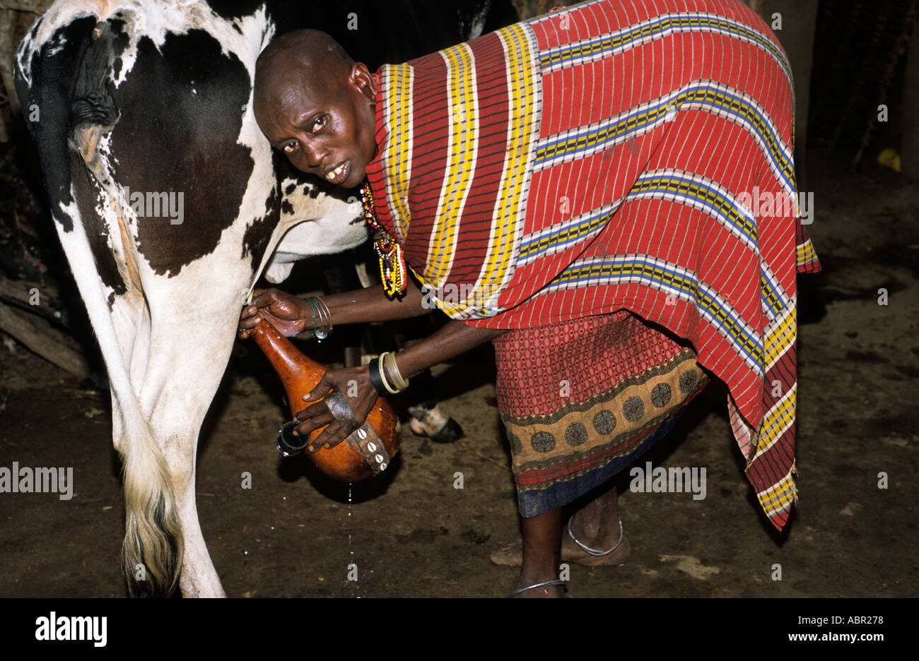 Herdsman and cow hi-res stock photography and images - Alamy