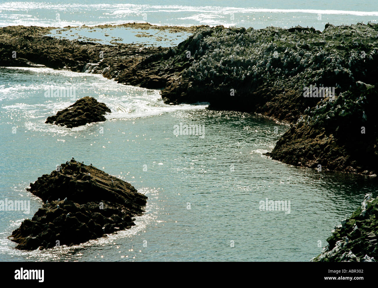 Basalt Rock Bird Cliffs at Arnarstapi, Iceland Stock Photo - Alamy