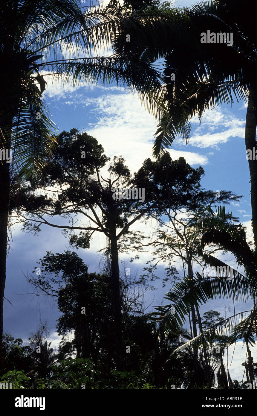 Brazilian amazon rainforest canopy sky hi-res stock photography and ...