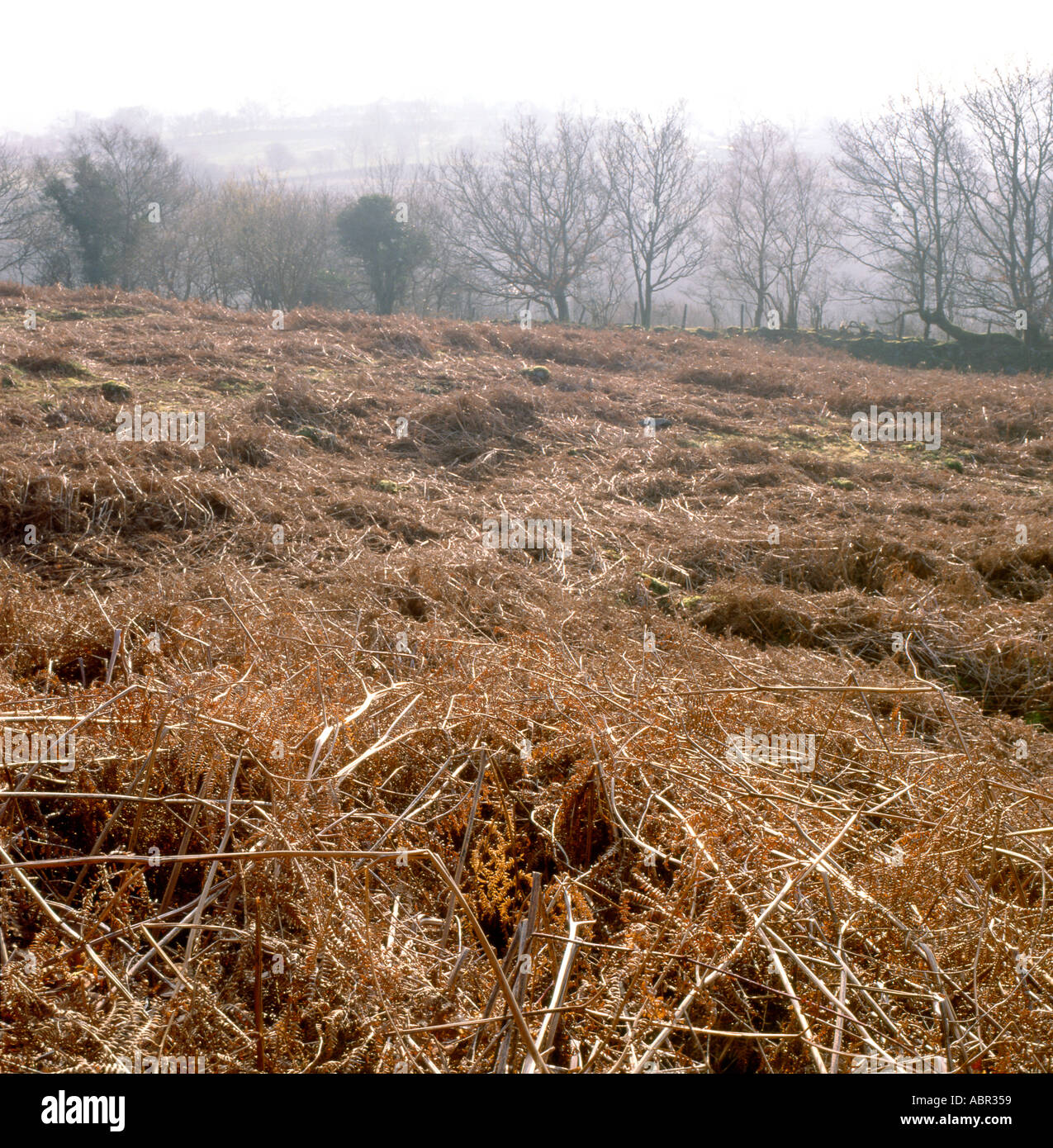 Bracken detail britain hi-res stock photography and images - Alamy