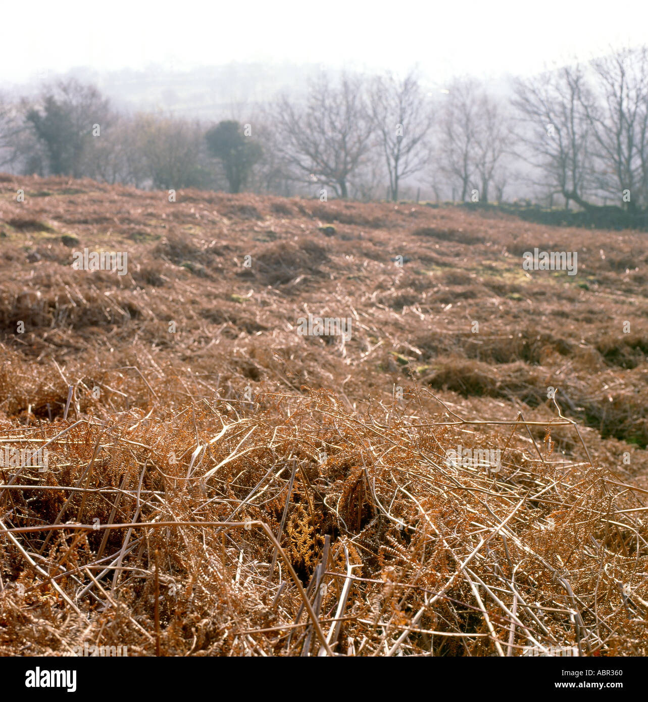 Bracken detail britain hi-res stock photography and images - Alamy