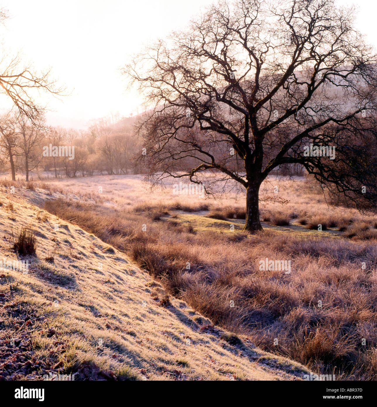An old oak tree on a late winter afternoon in Welsh landscape ...