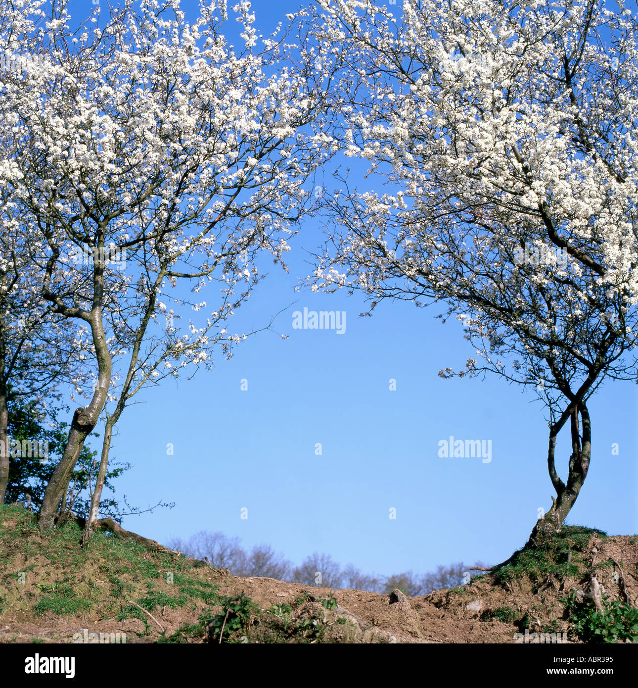 Flowering hawthorn trees in spring with blue sky showing through an ...