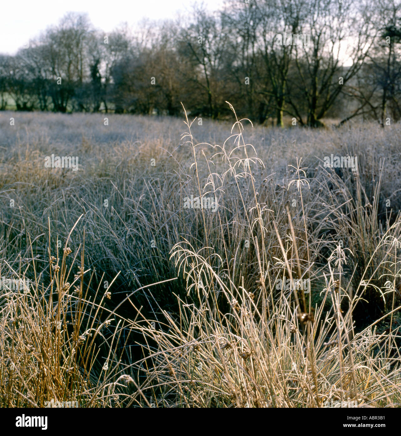 European sedge hi-res stock photography and images - Alamy
