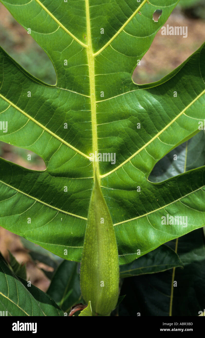 Amazon brazil indented margin rainforest hi-res stock photography and ...