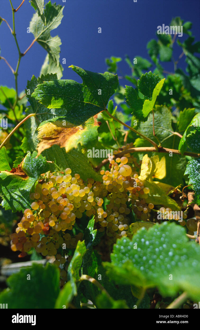 Grapes in the vineyard of a hotel in Ravello Amalfi Sorrento coast ...