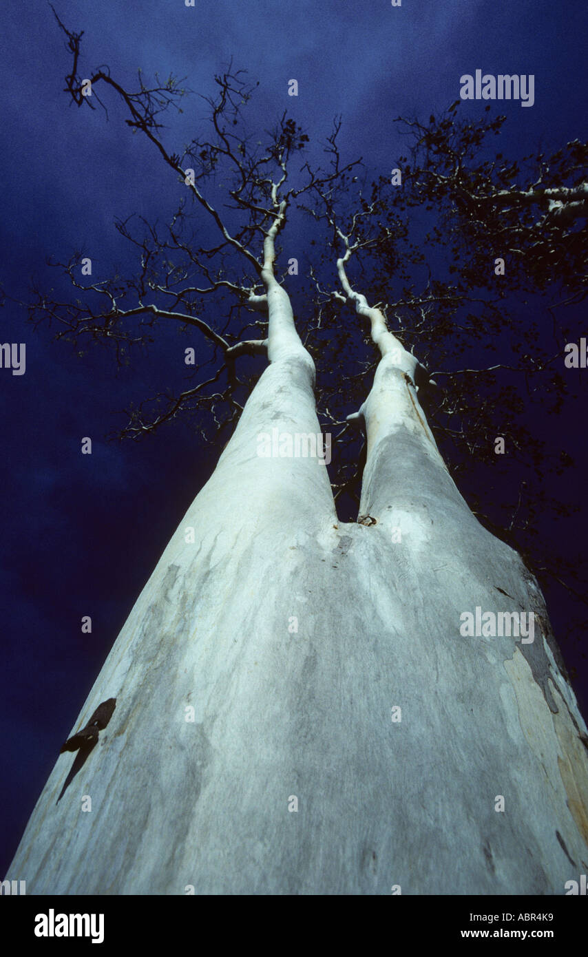 Eucalyptus Trunk Queensland Australia Stock Photo - Alamy