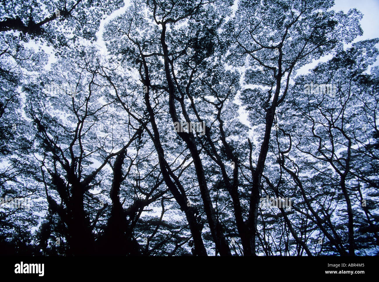 Tree Canopy Lava Tree National Park Big Island Hawaii Stock Photo - Alamy