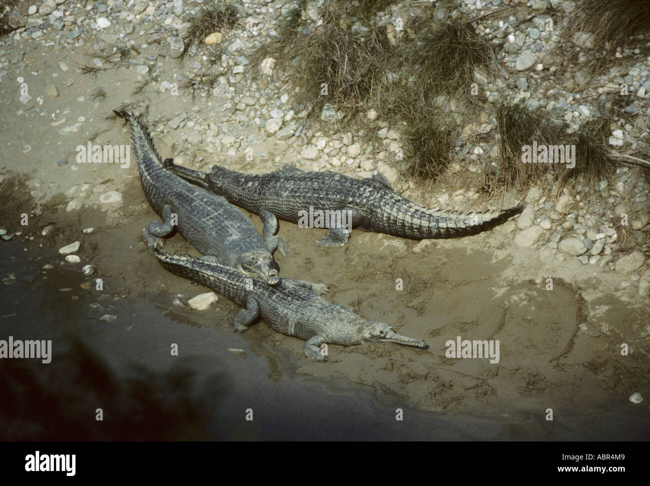 Gharial Corbet India RE000118 Stock Photo - Alamy