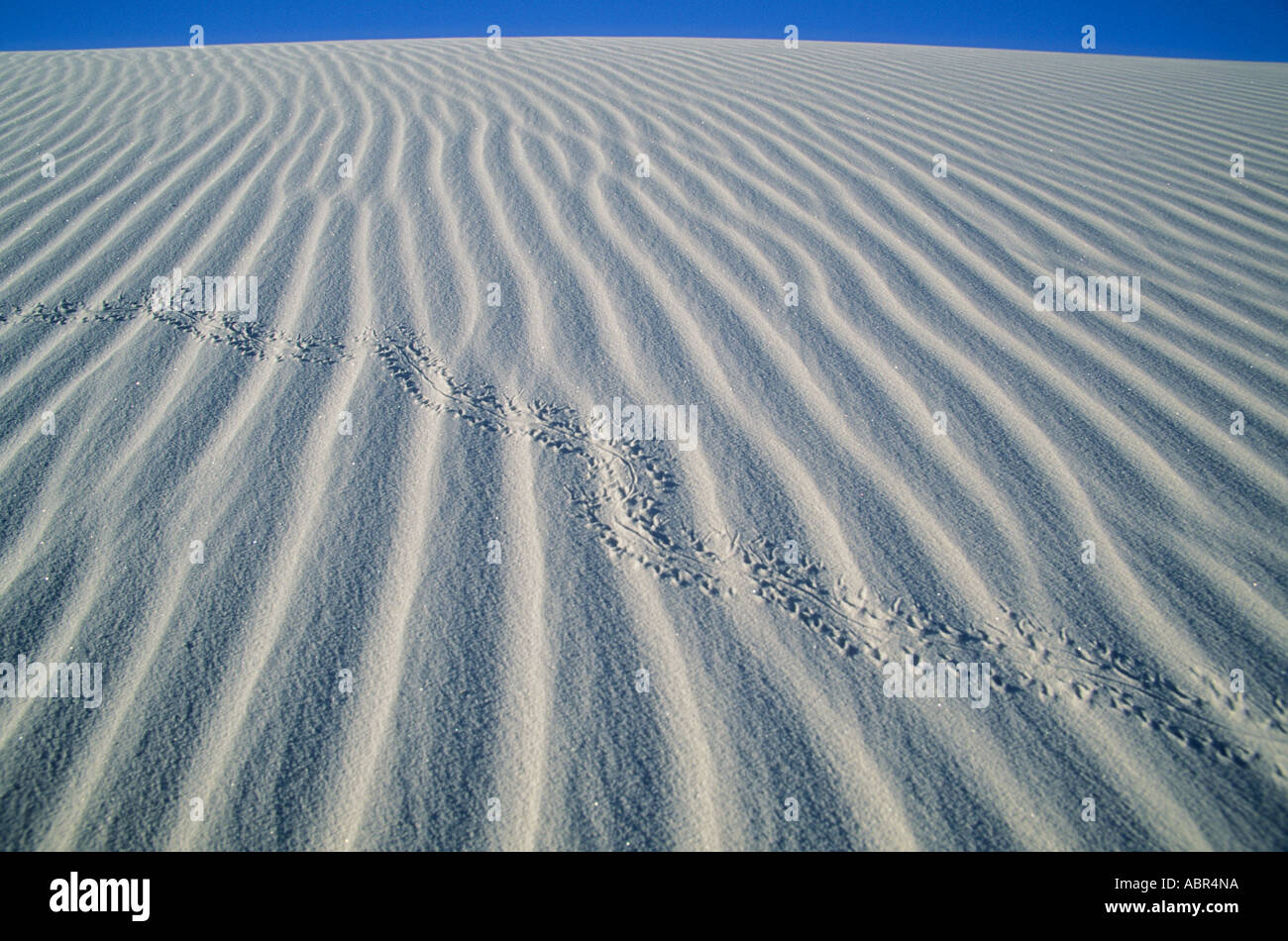 Sand lizard track hi-res stock photography and images - Alamy