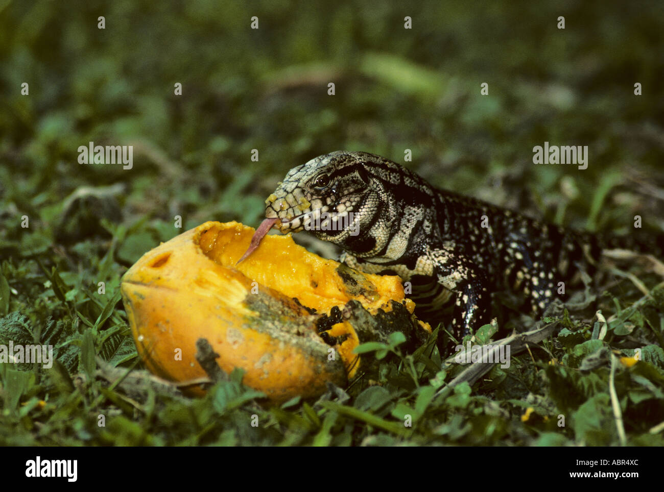Lizard Eating Papaya Iguazu national Park Argentina RE000169 Stock ...