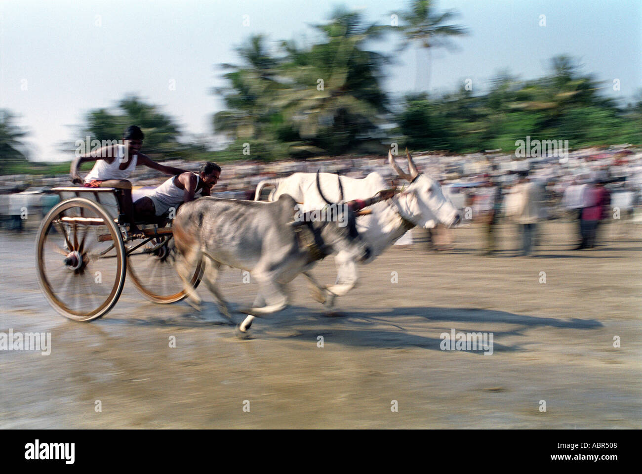 Bullock cart race at Alibagh Maharashtra near Mumbai India Stock Photo ...