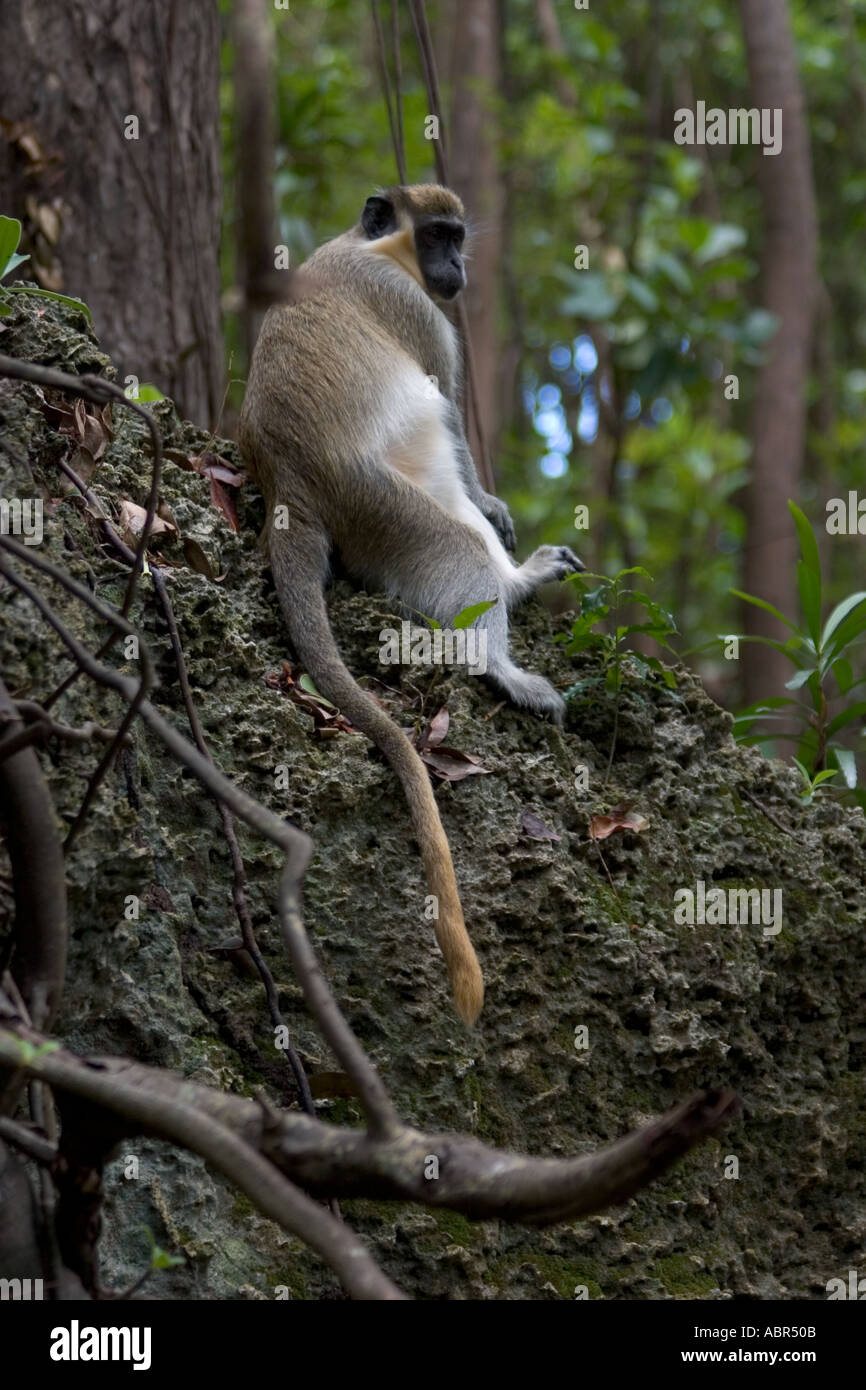 Grenade Hall Signal Station Forest Green Monkey Stock Photo - Alamy