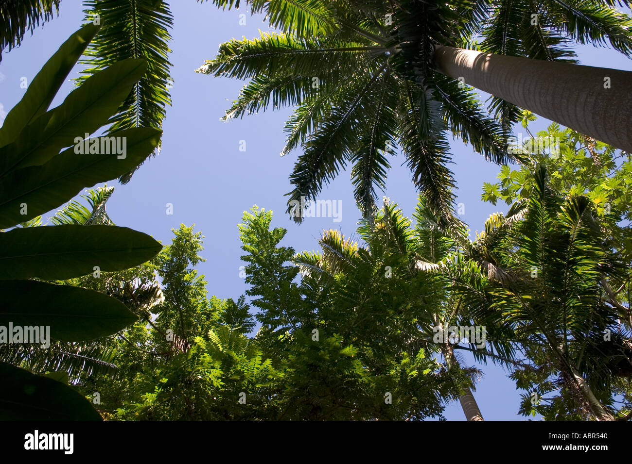 Tropical jungle palm trees and sky background image Flower Forest ...