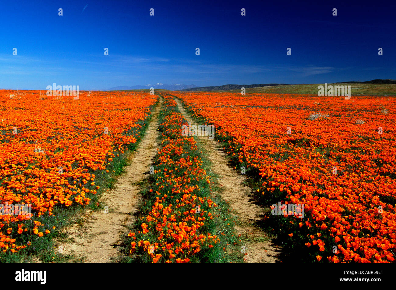 California poppies road hi-res stock photography and images - Alamy