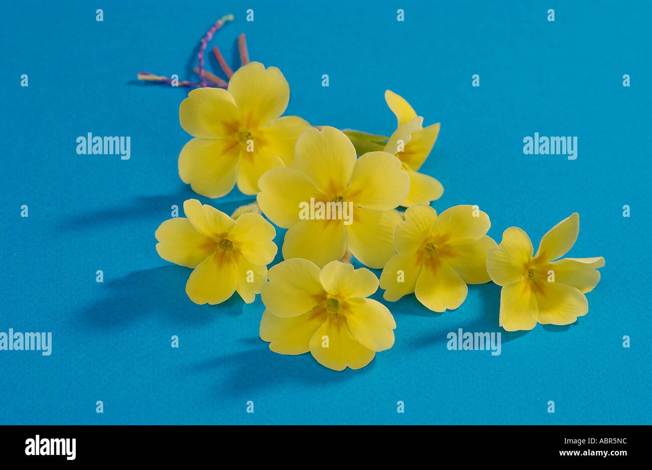 Bunch of primroses hi-res stock photography and images - Alamy