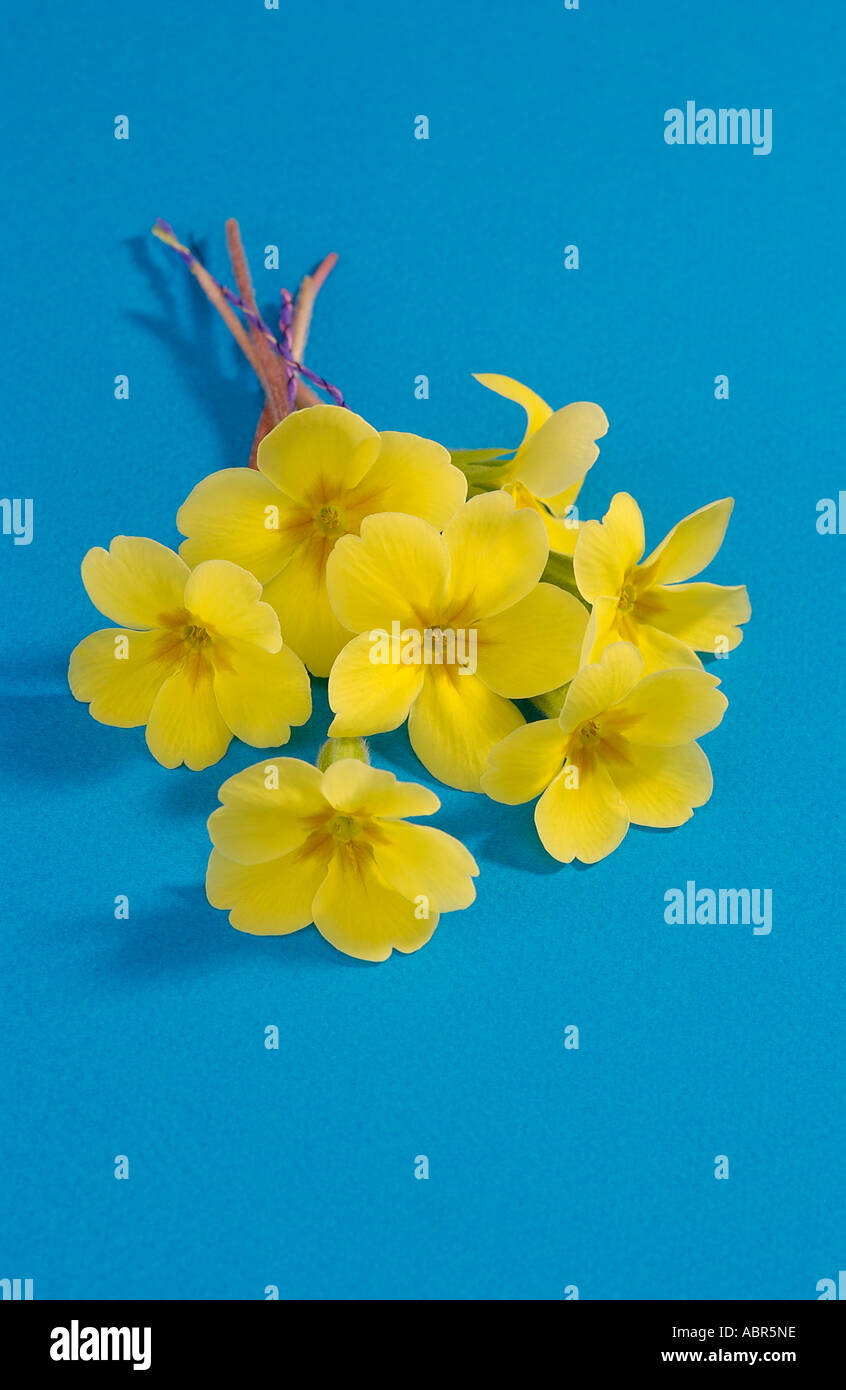 Bunch of primroses hi-res stock photography and images - Alamy