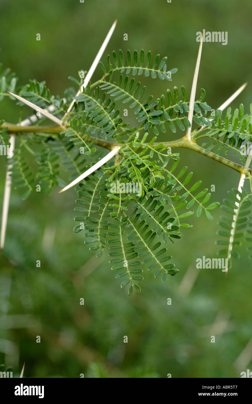 Acacia karoo hi-res stock photography and images - Alamy