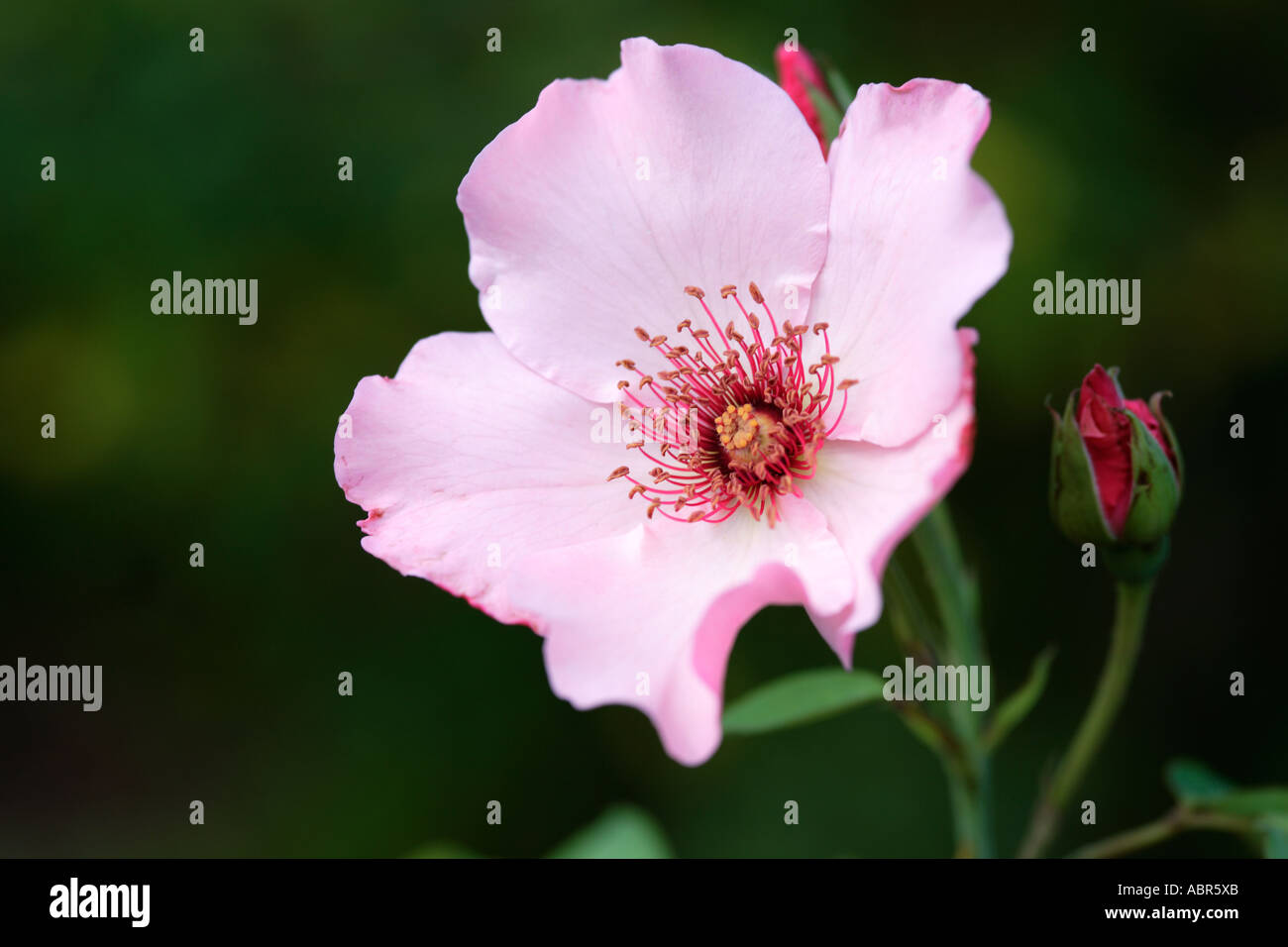 Dainty bess rose hi-res stock photography and images - Alamy