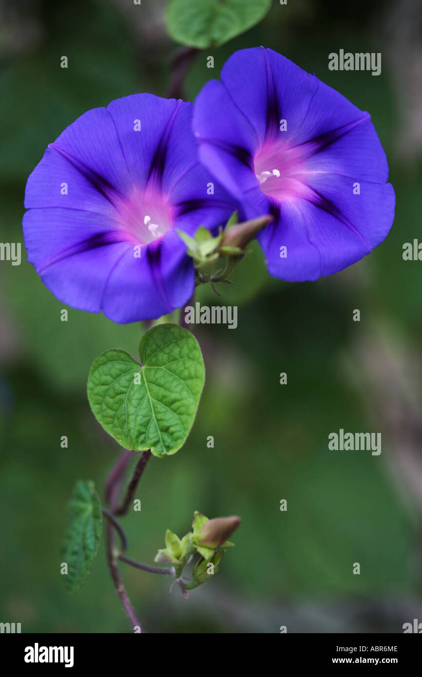 Common Morning Glory Ipomoea purpurea Stock Photo - Alamy