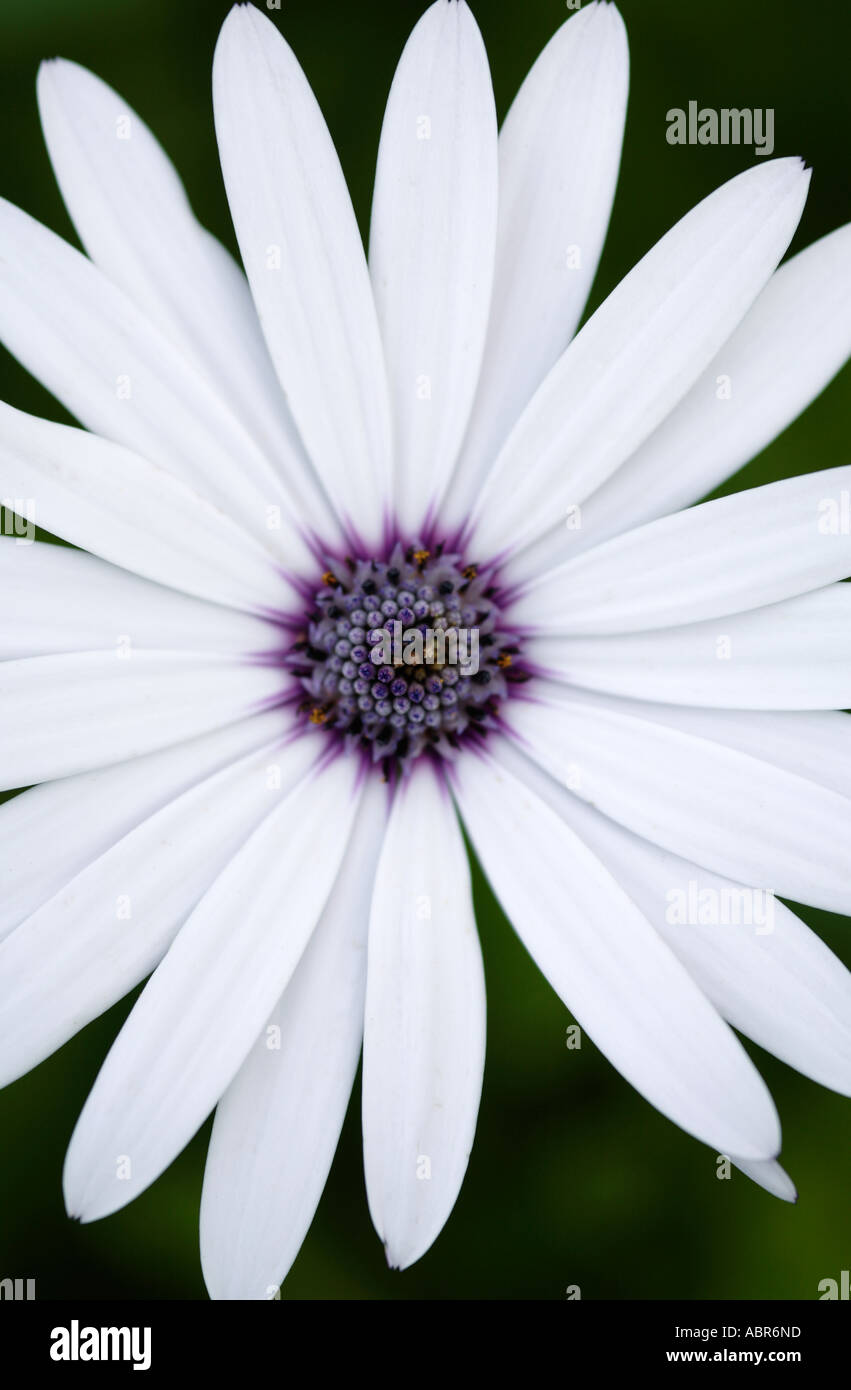 Perfect white Osteospermum ecklonis Daisy shot from above Stock Photo ...