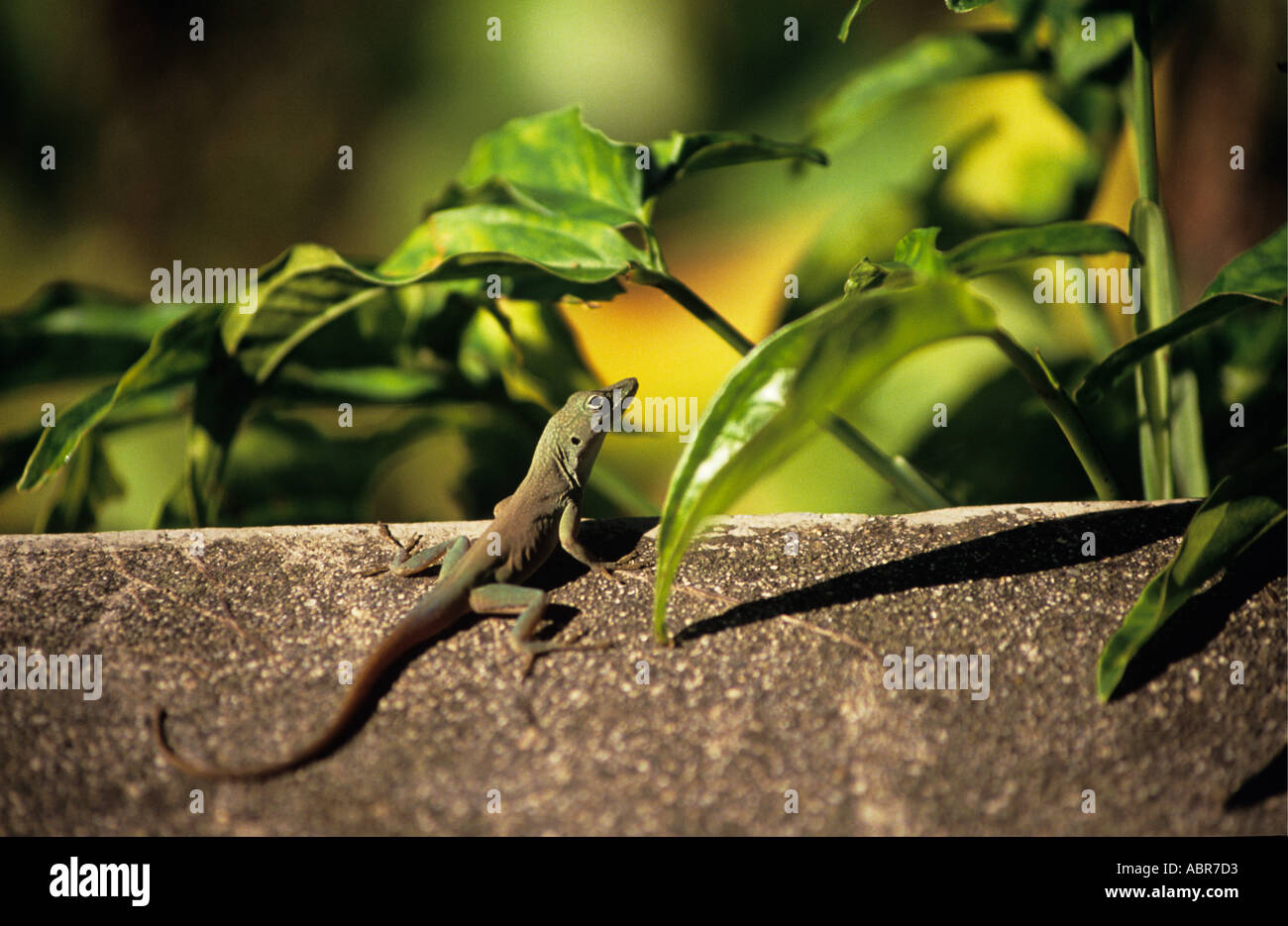 A small lizard amongst plants native to Jamaica Stock Photo - Alamy