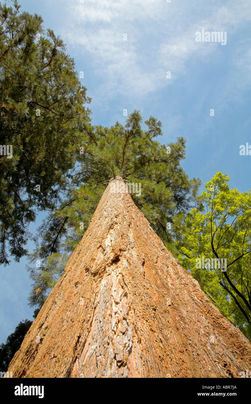 Giant Redwood tree looking up the trunk from the base of the tree Stock ...