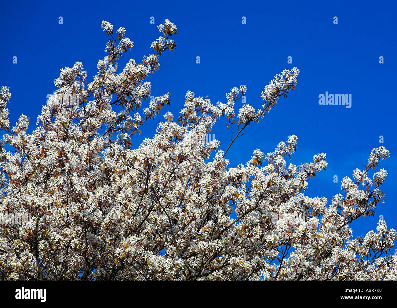 Picture of a cherry hi-res stock photography and images - Alamy