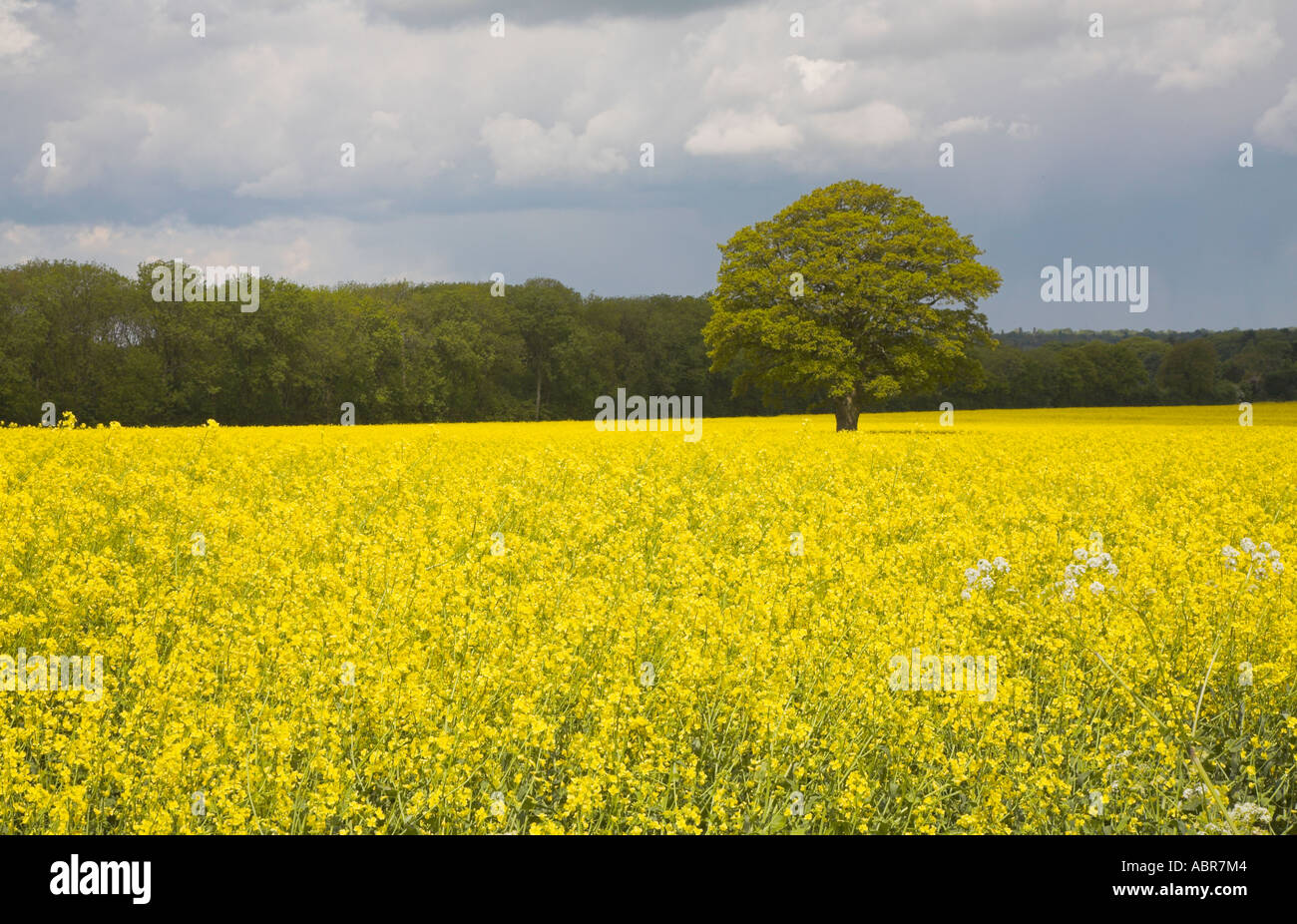 Rapeseed at bloom hi-res stock photography and images - Alamy