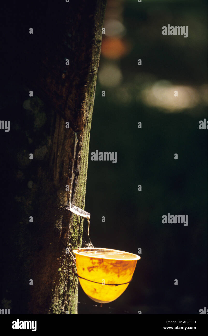 A tapped rubber tree dripping amber sap into a cup in a rubber ...