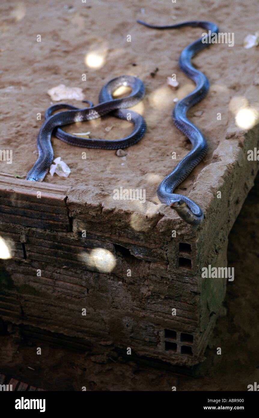 Two deadly snakes residents of the Dong Tam Snake Farm at My Tho where ...
