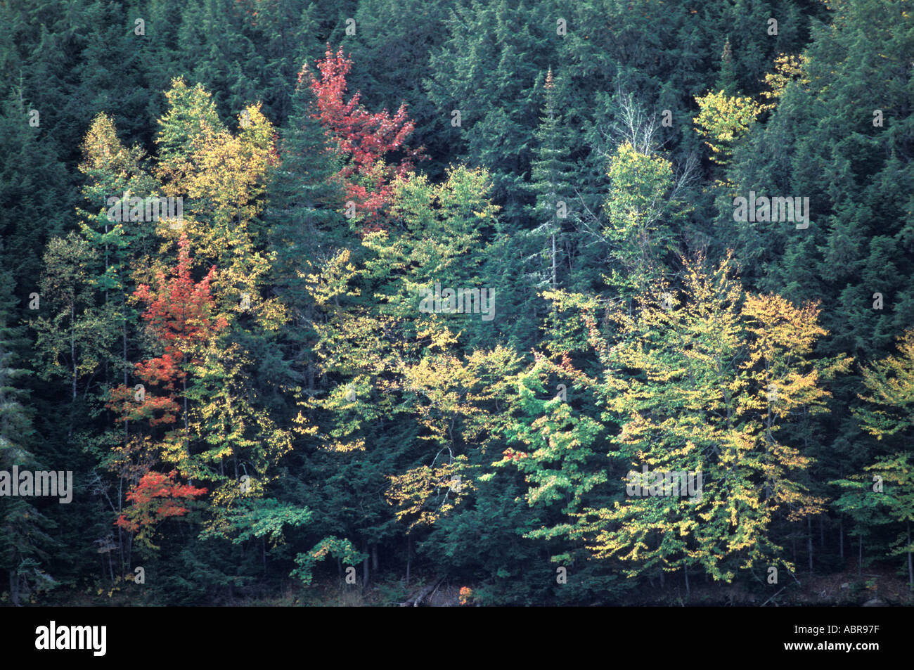 Boreal forest in New Brunswick Canada with fall colours amongst the ...