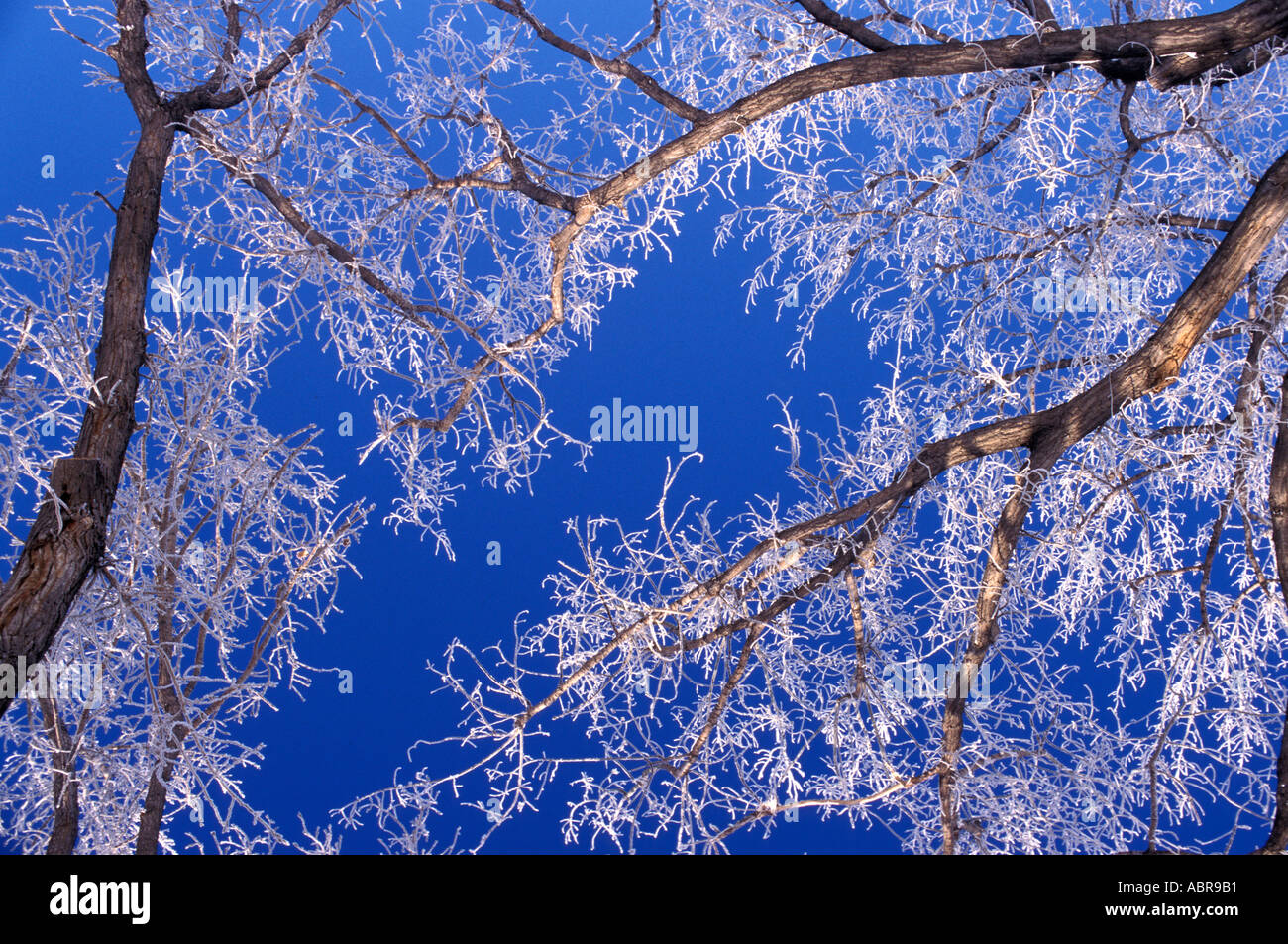 Ice encased branches of bare trees against a clear cold crisp blue sky ...