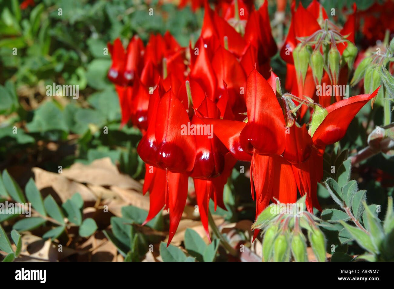 Swainsona Formosa High Resolution Stock Photography and Images - Alamy
