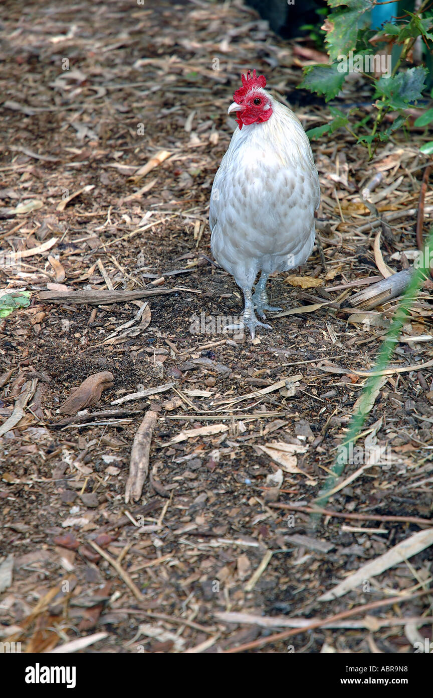Little white rooster on permaculture garden path Stock Photo - Alamy