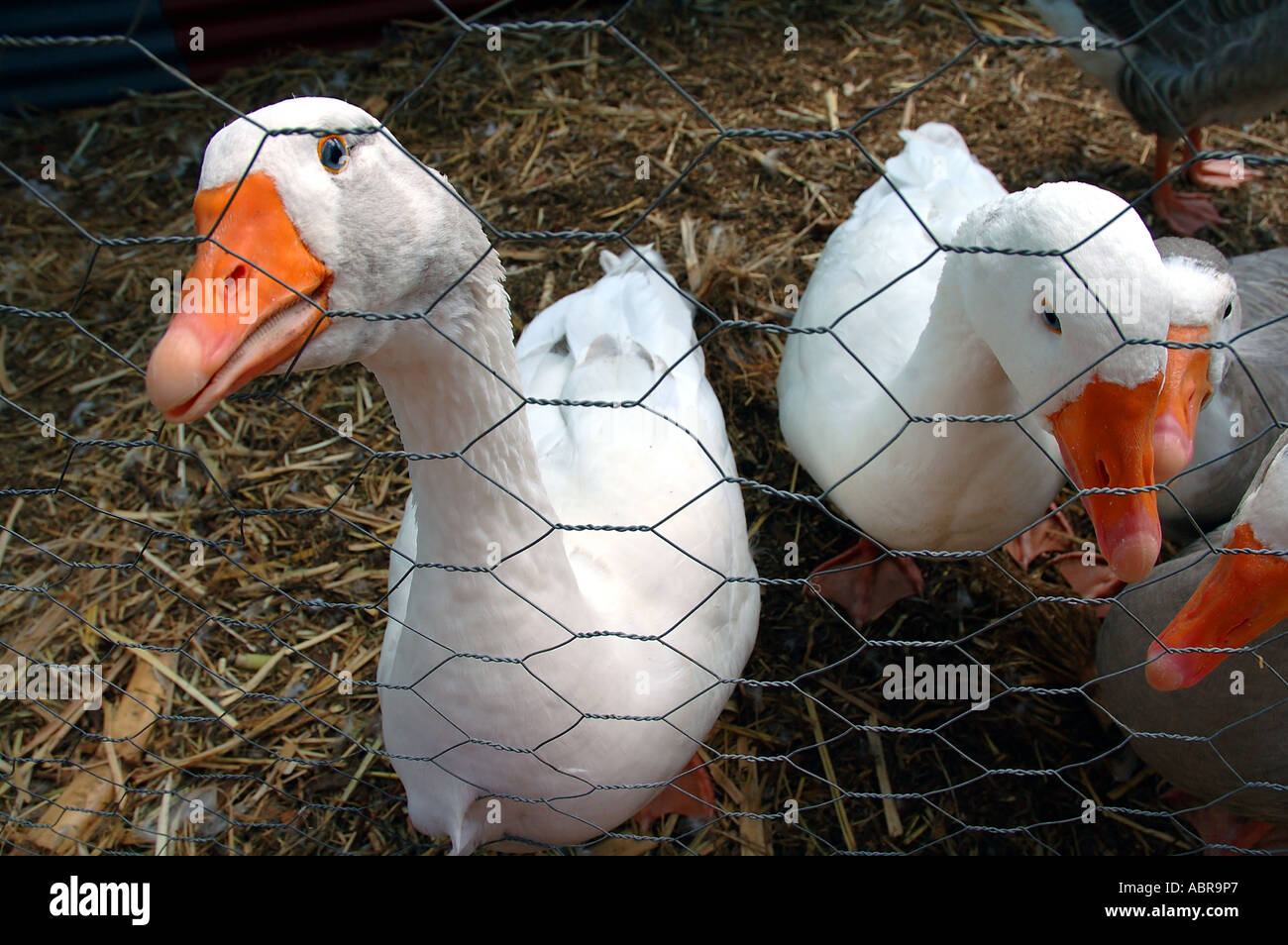 Domestic geese in enclosure Stock Photo - Alamy