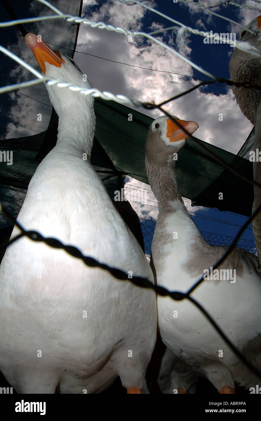Domestic geese in an enclosure Stock Photo - Alamy