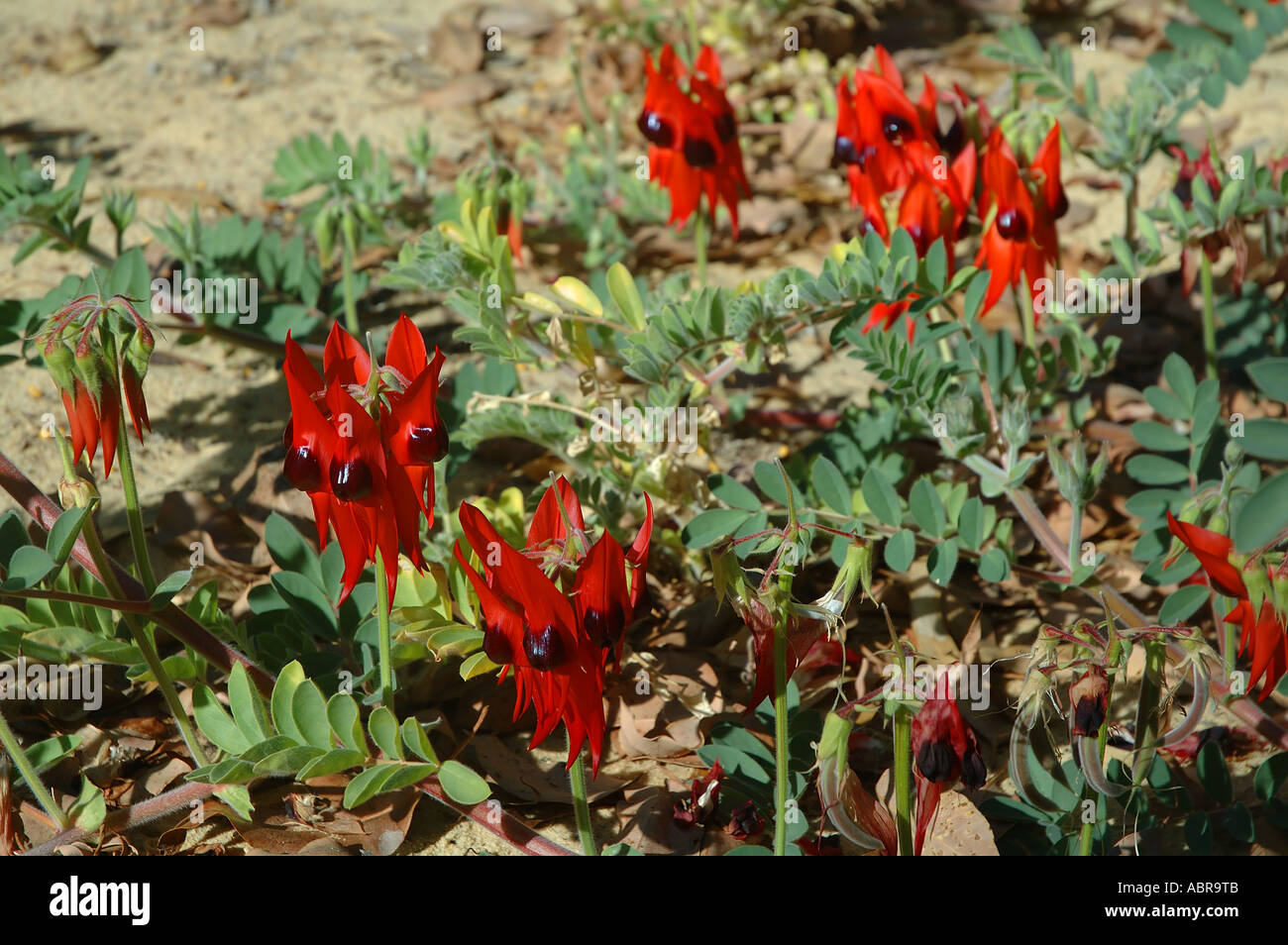 Floral emblem of south australia hi-res stock photography and images ...