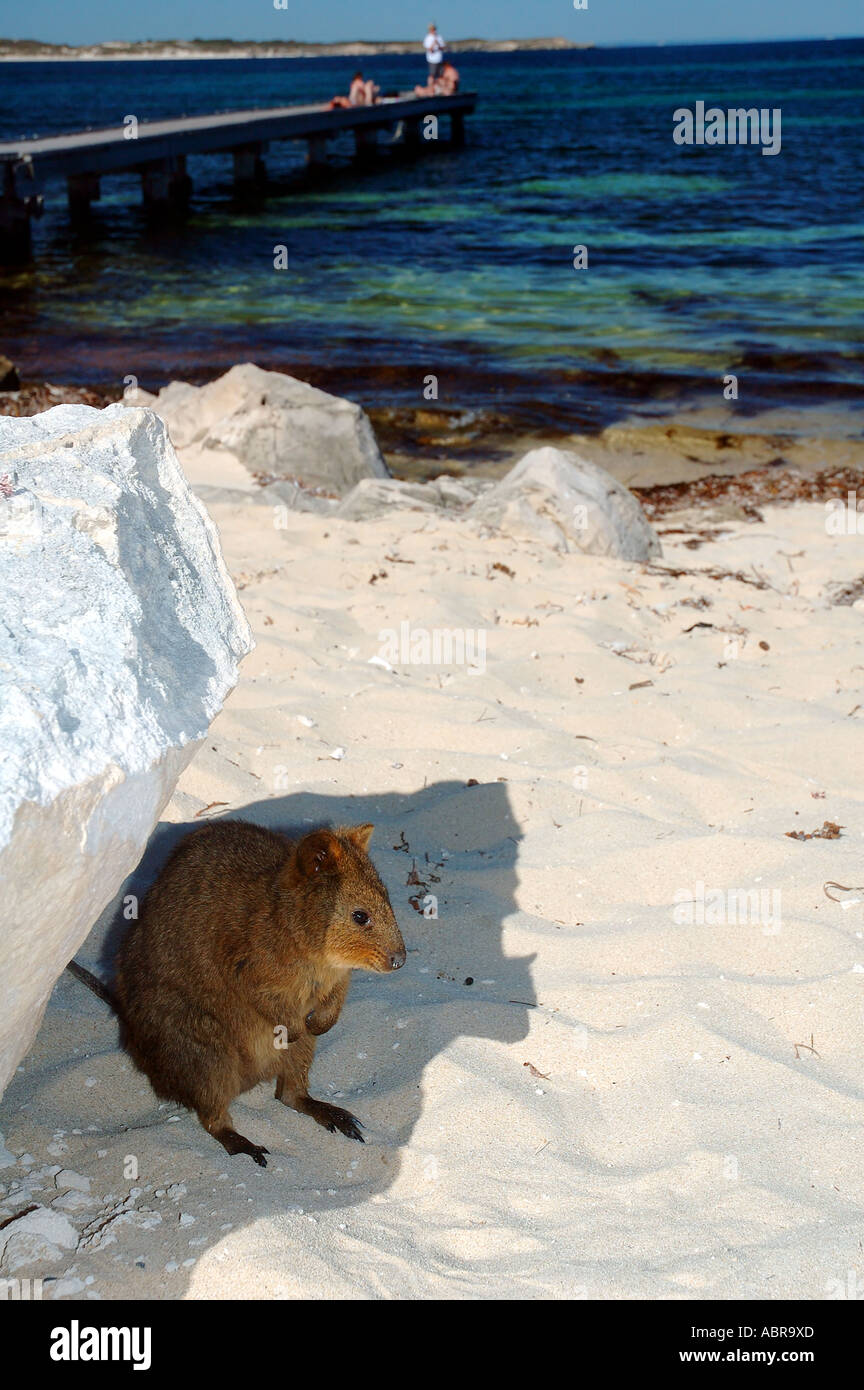 Rottnest jetty hi-res stock photography and images - Alamy