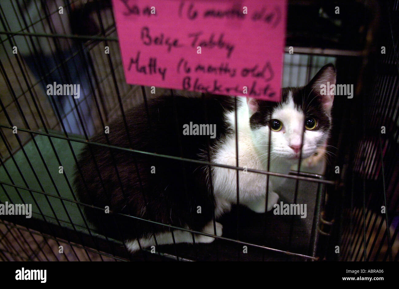 Matty a 6 month old black and white male from the Paws to Love Shelter ...