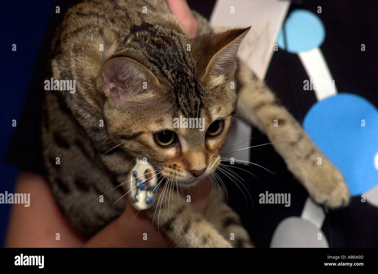 Cloned cat hi-res stock photography and images - Alamy