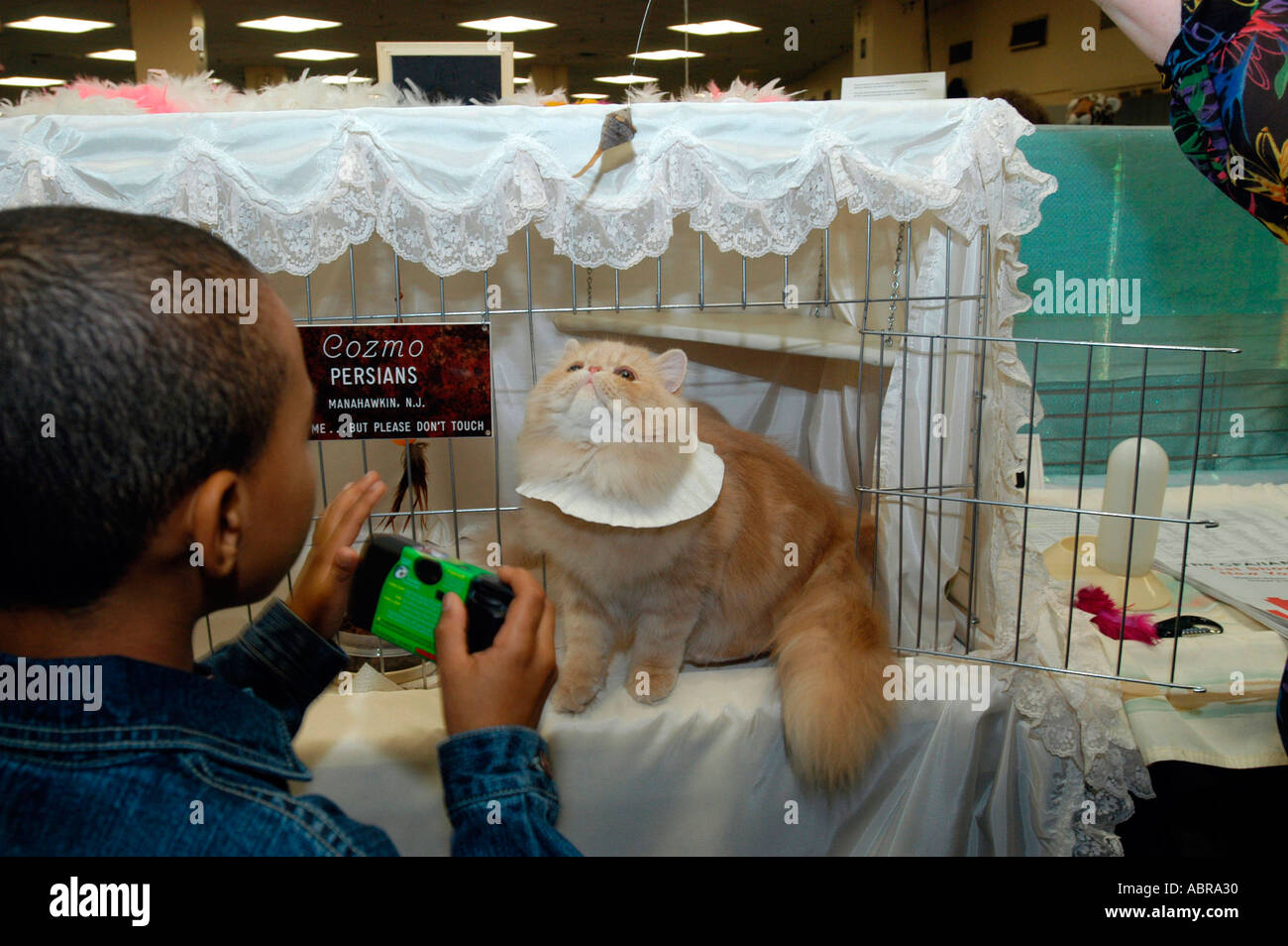 Sand Bar a classic cream five month old tabby Persian has her photo ...
