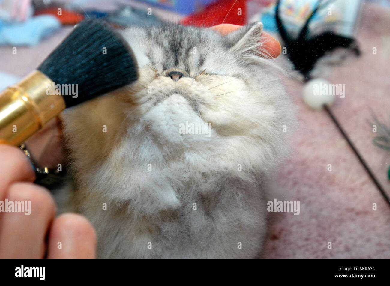 Jazz Man a four month old Silver Tabby Persian is groomed at the Cat ...