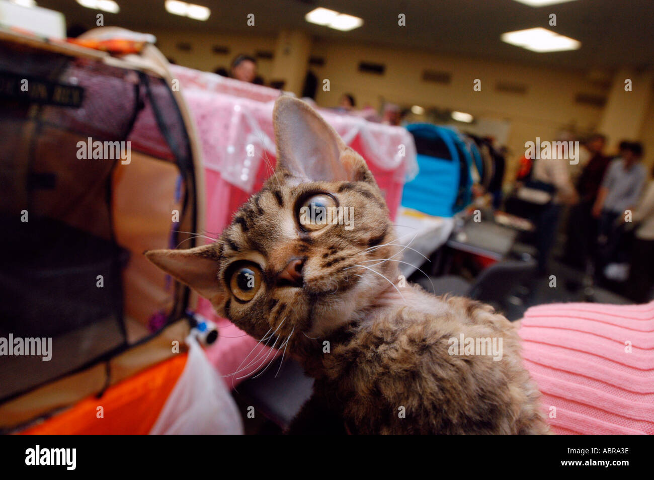 Karello s Tiger Wings Landon a five month old Devon Rex kitten at the ...