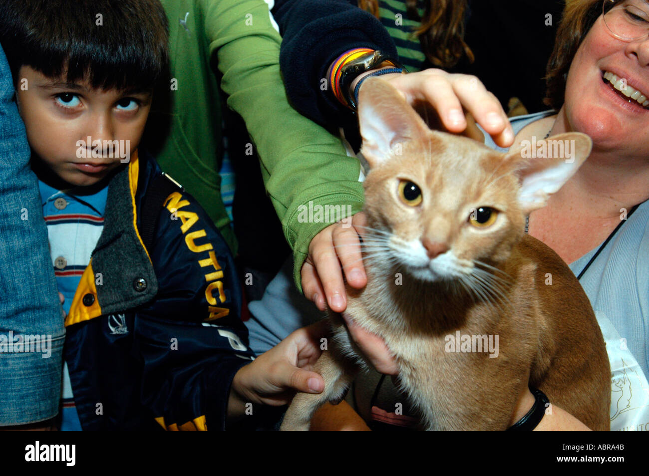Tiger with fawn hi-res stock photography and images - Alamy