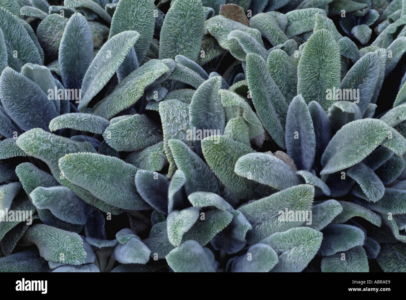 Furry leaves Lamb's ears Stachys byzantina Stock Photo - Alamy