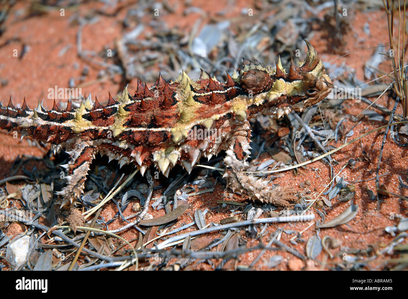 Thorny devil Moloch horridus an unusual arid zone agamid lizard near ...