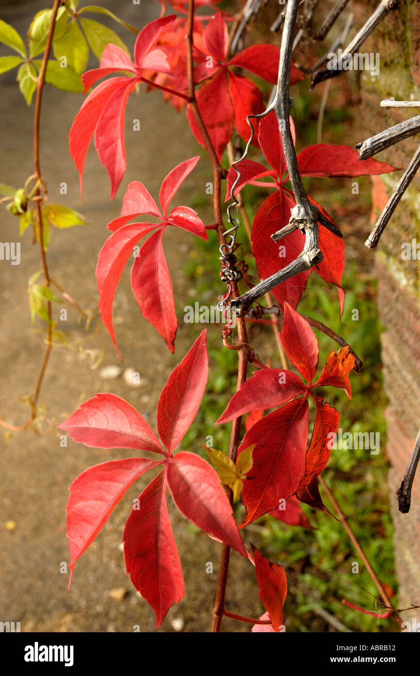 Beautiful spikey plant hi-res stock photography and images - Alamy