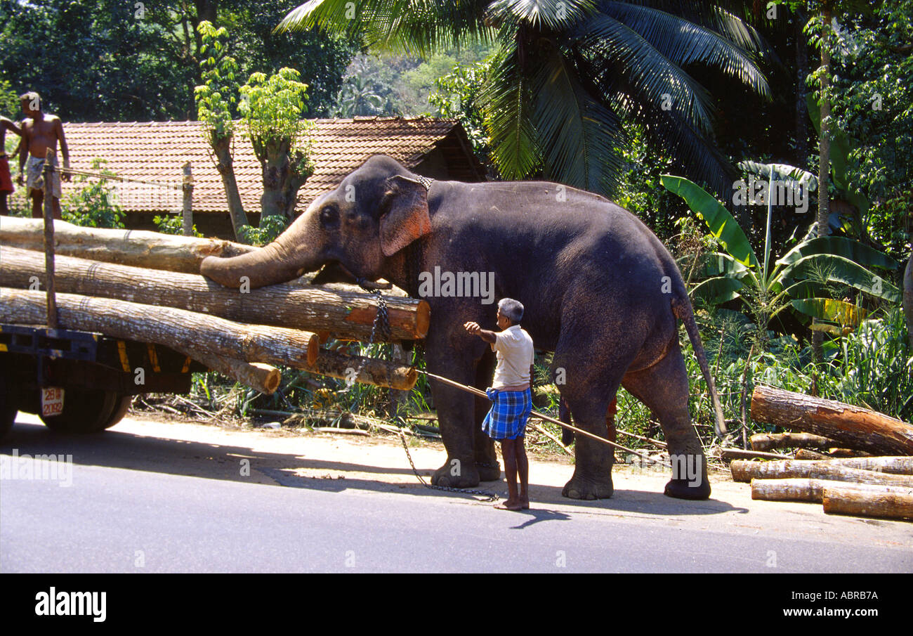 Working elefant hi-res stock photography and images - Alamy