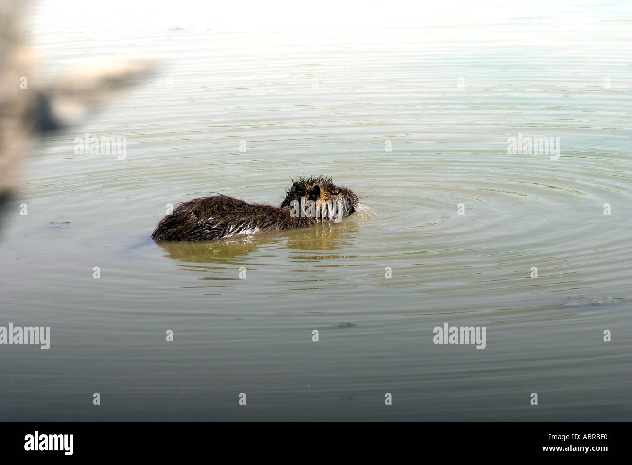Nutria schwimmend hi-res stock photography and images - Alamy